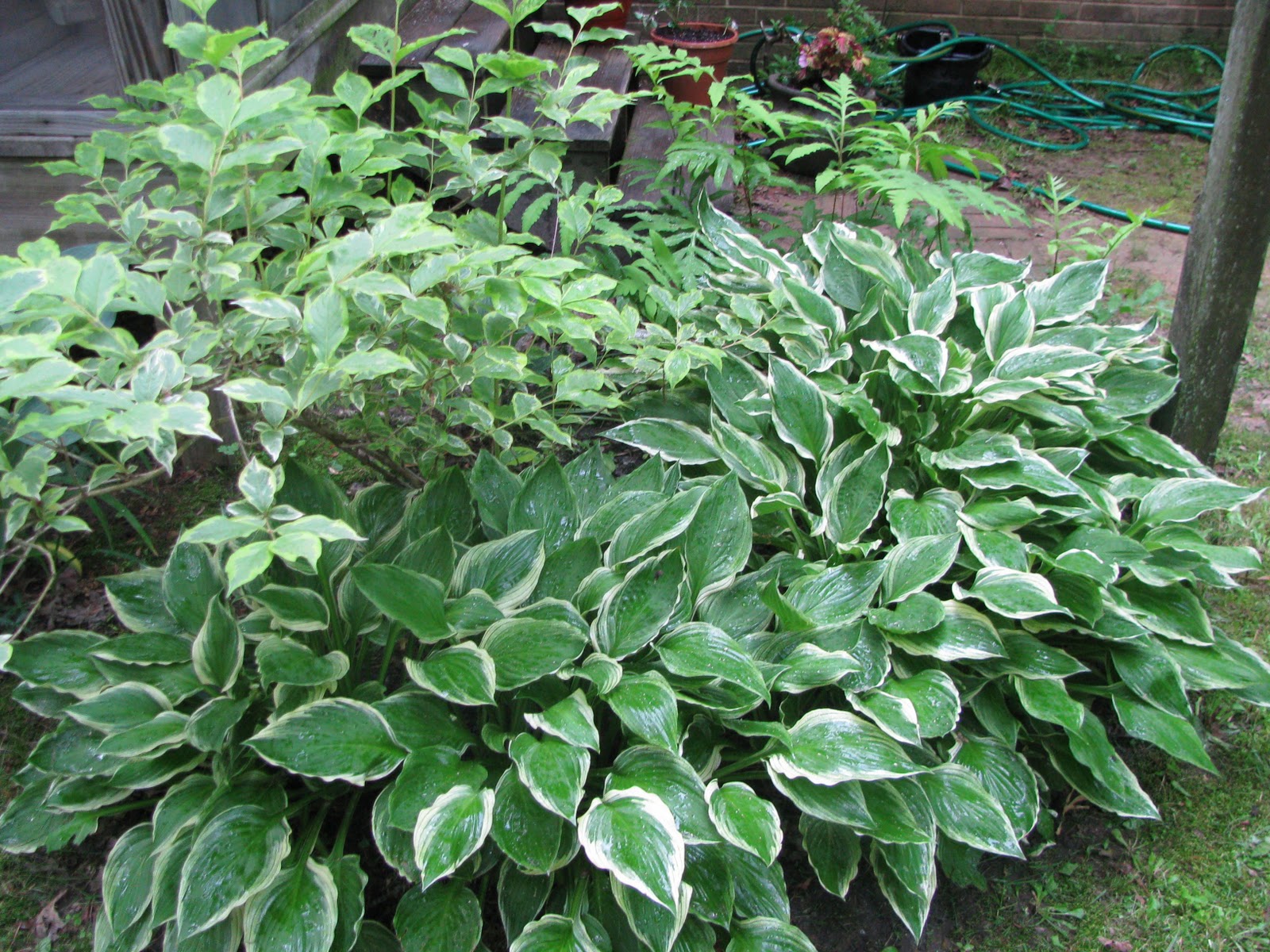 Hostas